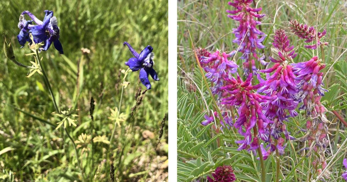 Poisonous Plants on Rangelands: Larkspur and Poisonvetch