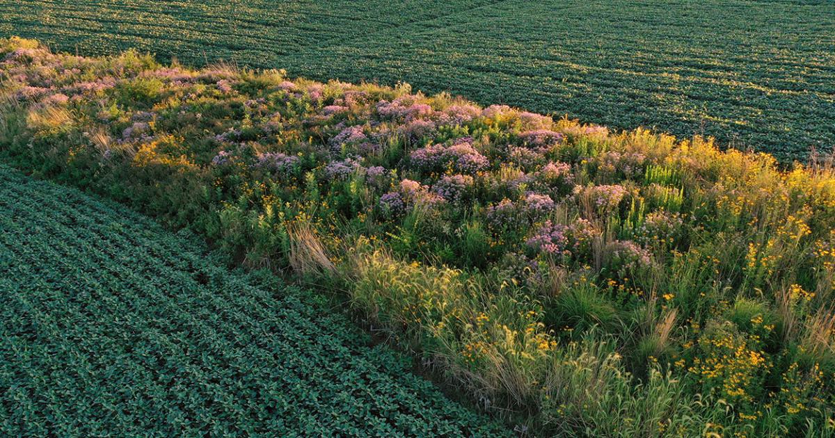 Using Prairie Strips To Protect South Dakota Water