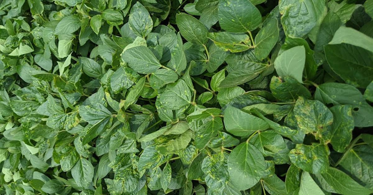 Bacterial Blight Developing In Some Soybean Fields