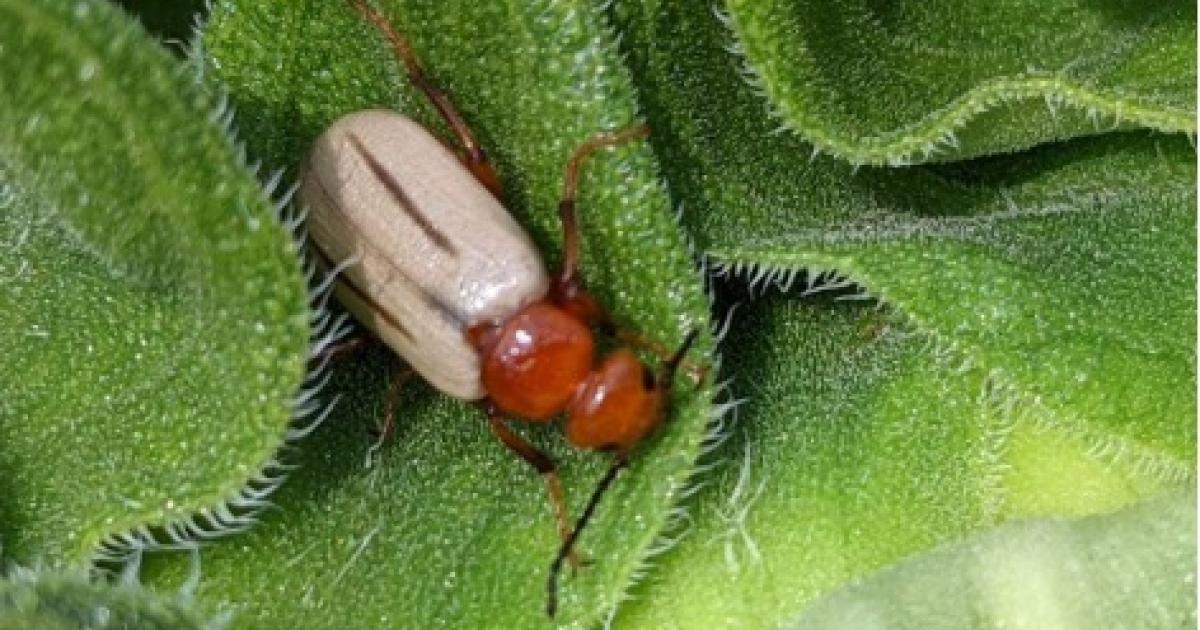 Zonitis Bilineata on Sunflowers