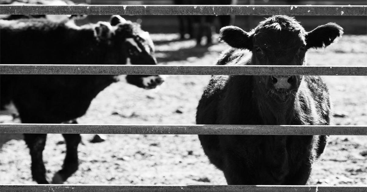 Cull Cows and Trichomoniasis