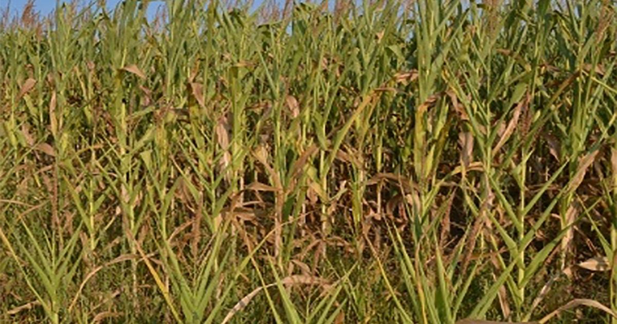 Valuing Drought-Stressed Corn Silage