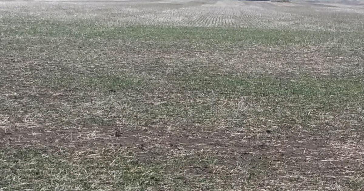 Winter Wheat Planting Considerations