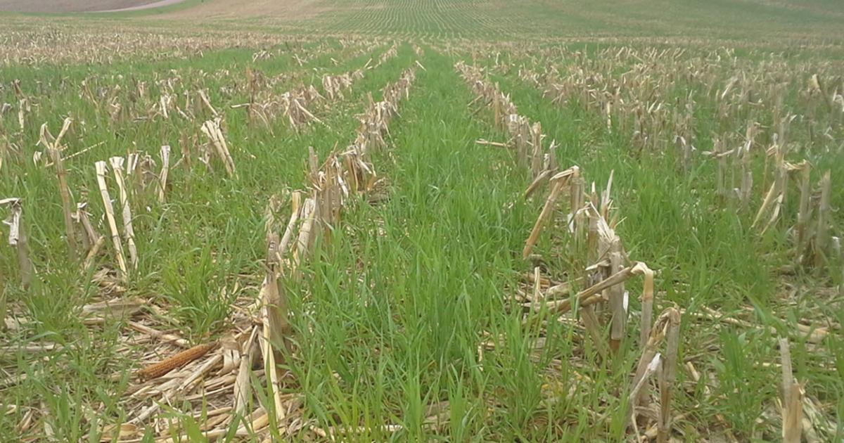 Thinking Cover Crops? Winter Rye Between Corn and Soybean