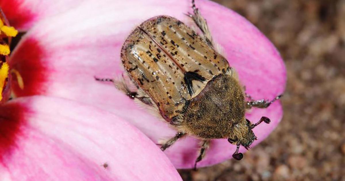 Bumble Flower Beetles Are Here
