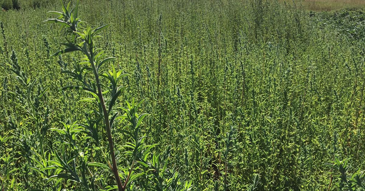 The Fall Advantage of Kochia Control