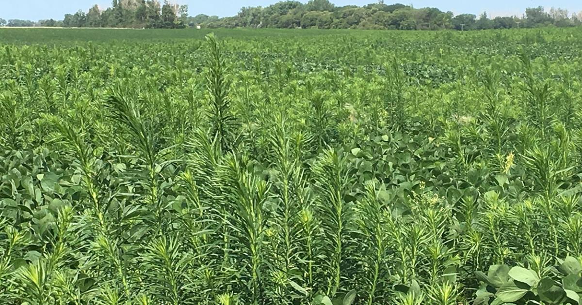 Marestail Fall Control