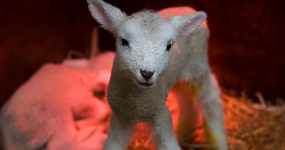 Sheep Facilities and Moisture