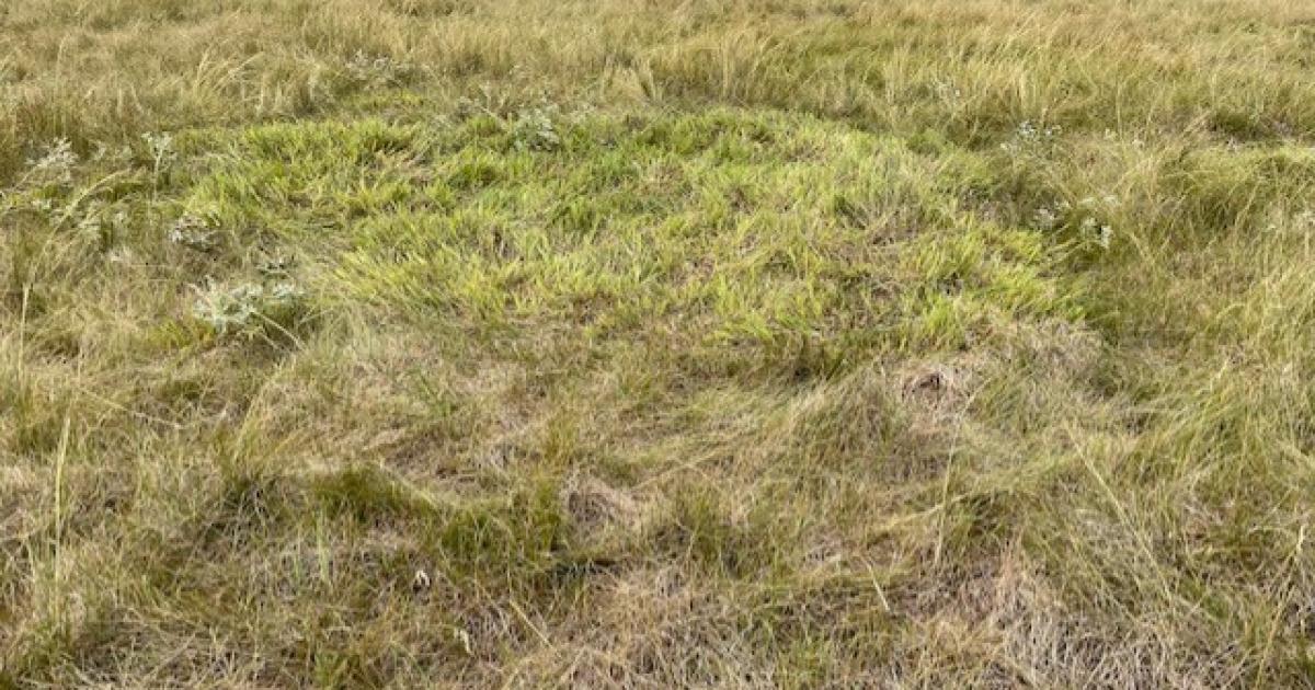Targeted Grazing Strategies for Kentucky Bluegrass Control