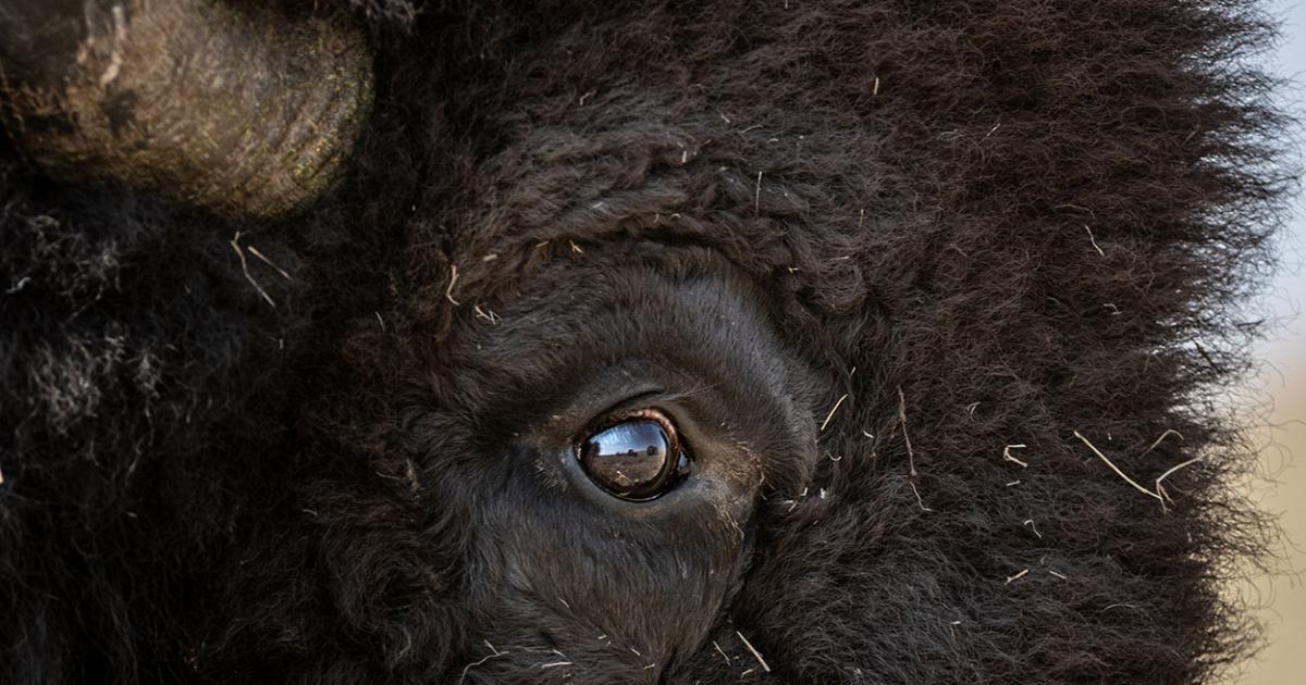 USDA FSA: Bison herds affected with Mycoplasma bovis now eligible for ...