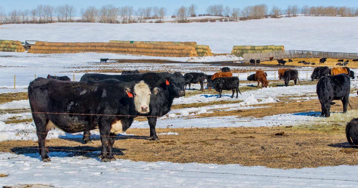 Alternative Management Strategies for Culled Cows