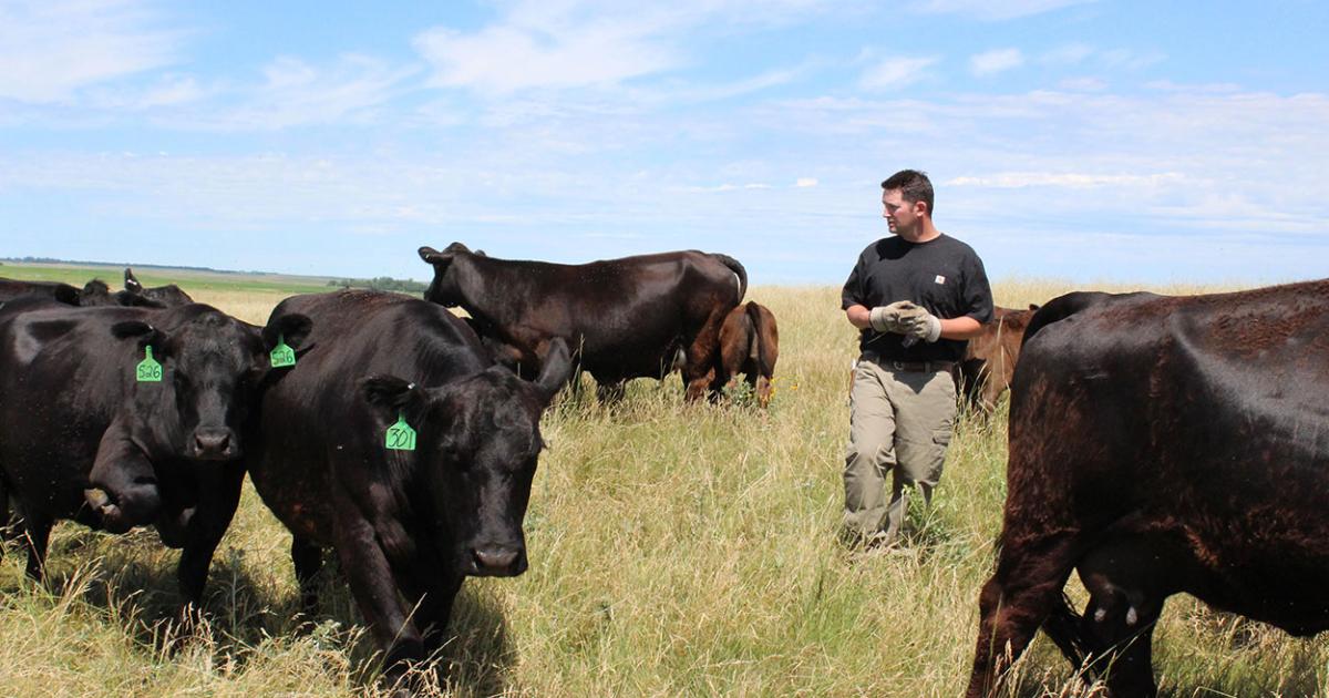 Management-Intensive Grazing Plays a Key Role in Expanding Grass-Based ...