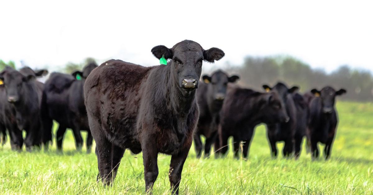 Can Early Weaning Benefit First-Calf Heifers?