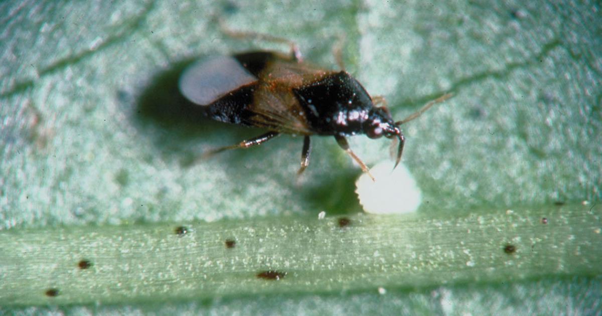 Minute Pirate Bug: Beneficial Predators in Managed and Agricultural ...