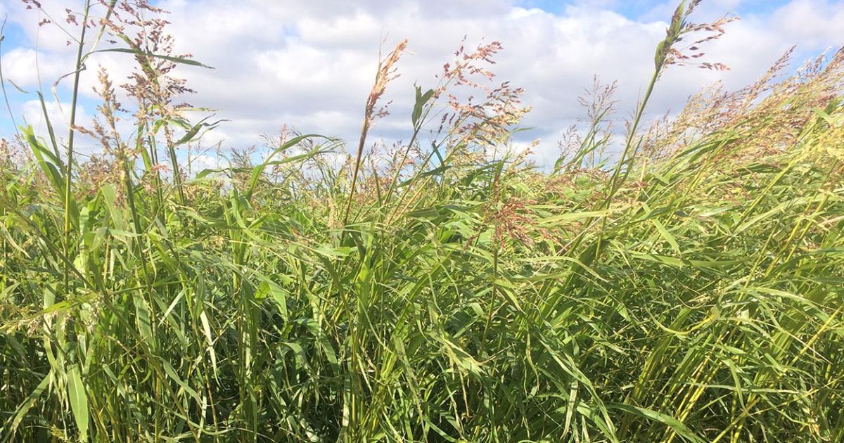 Using Annual Cover Crops and Forages in Lieu of Row Crops