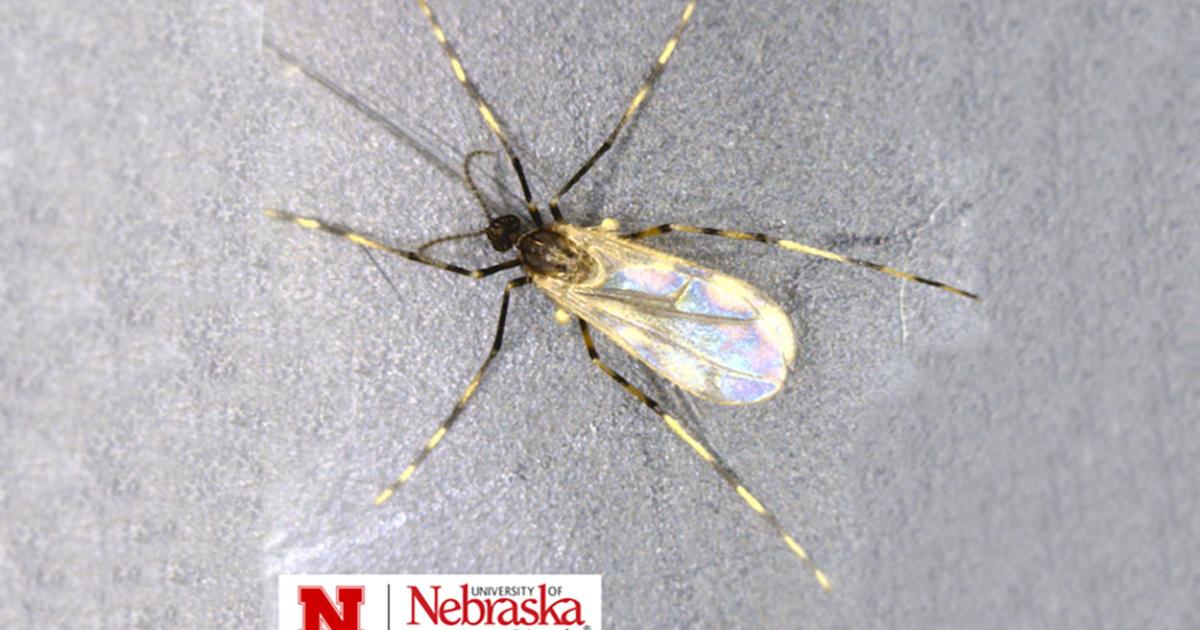 Soybean Gall Midge Adults Detected In South Dakota