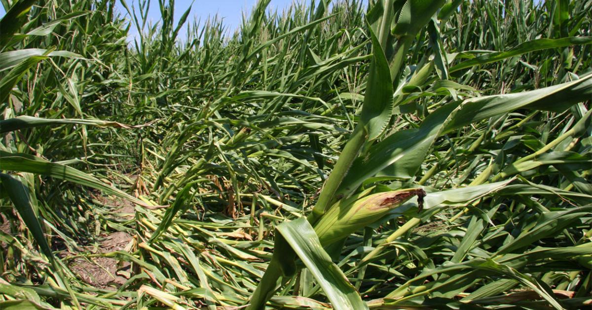 Wind Injury in Corn