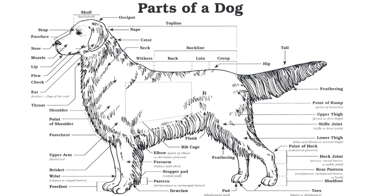 Dog Skill-a-thon Study Guide