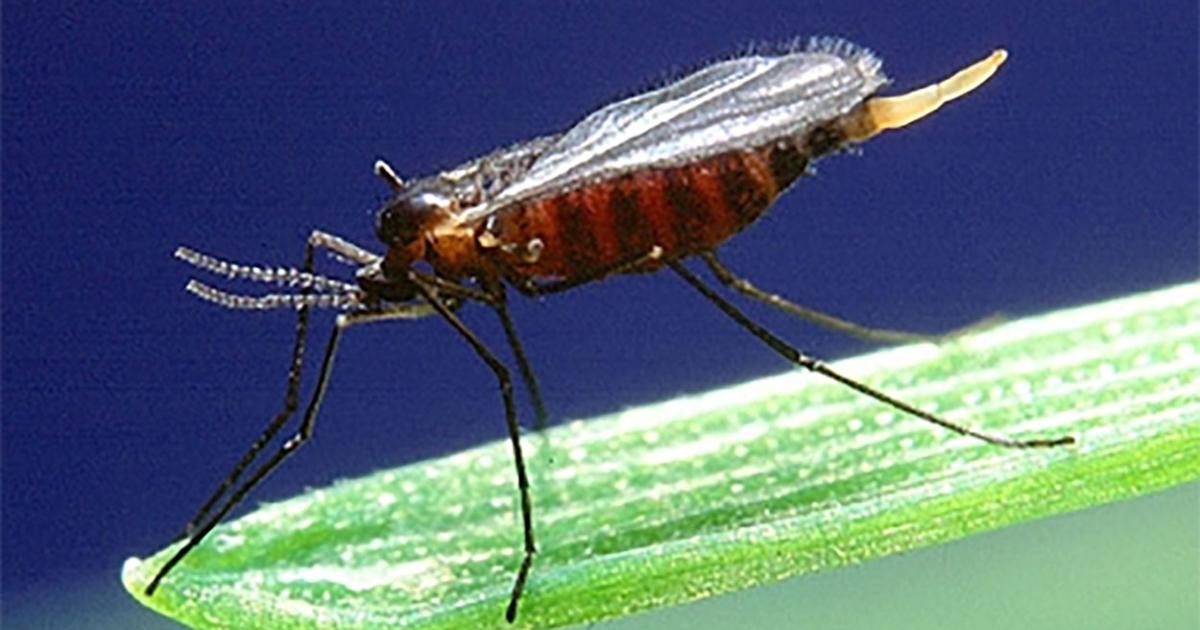 Hessian Fly: Preventing Outbreaks in Wheat