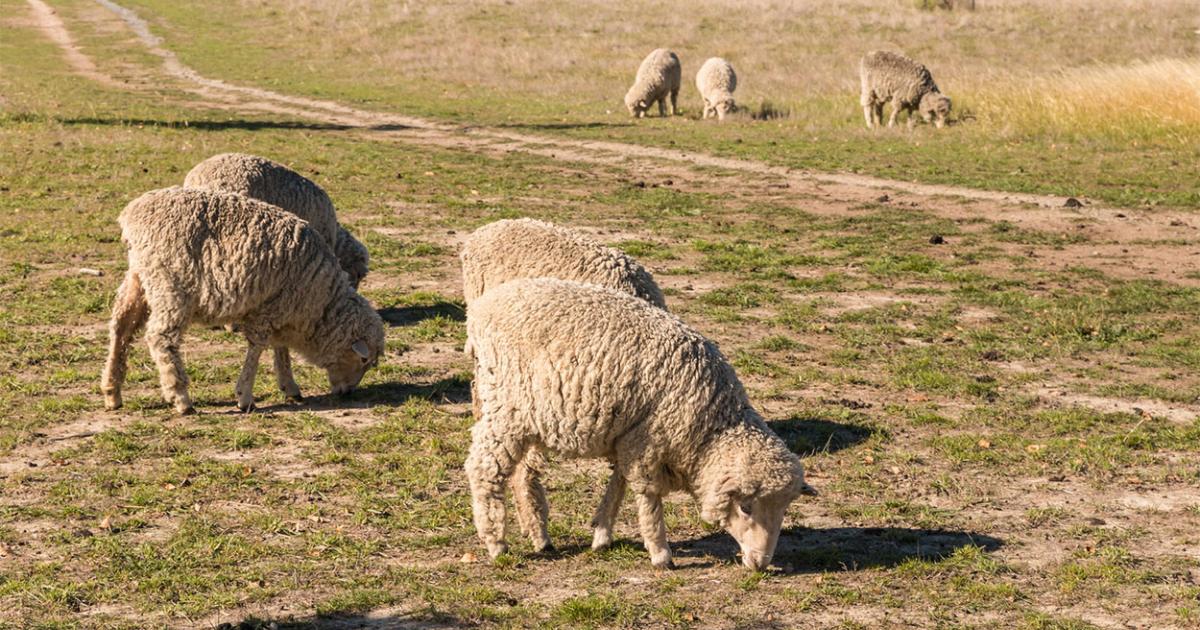 Using Rangeland to Extend Lambs to Meet a More-Optimal Market
