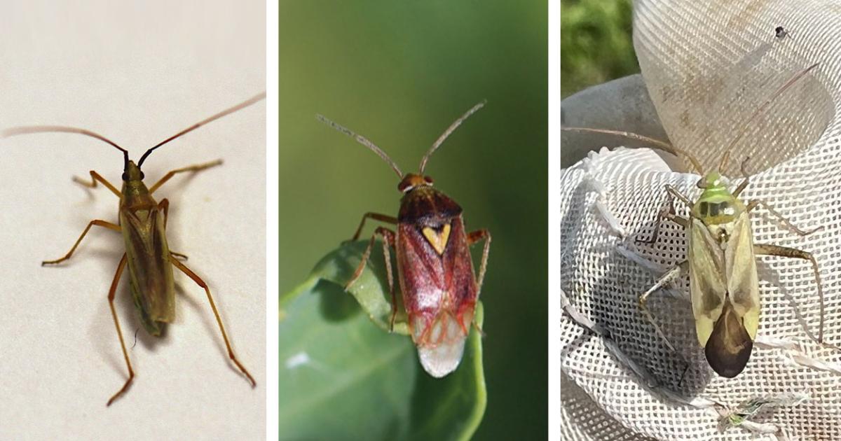 Plant Bugs Active in Alfalfa