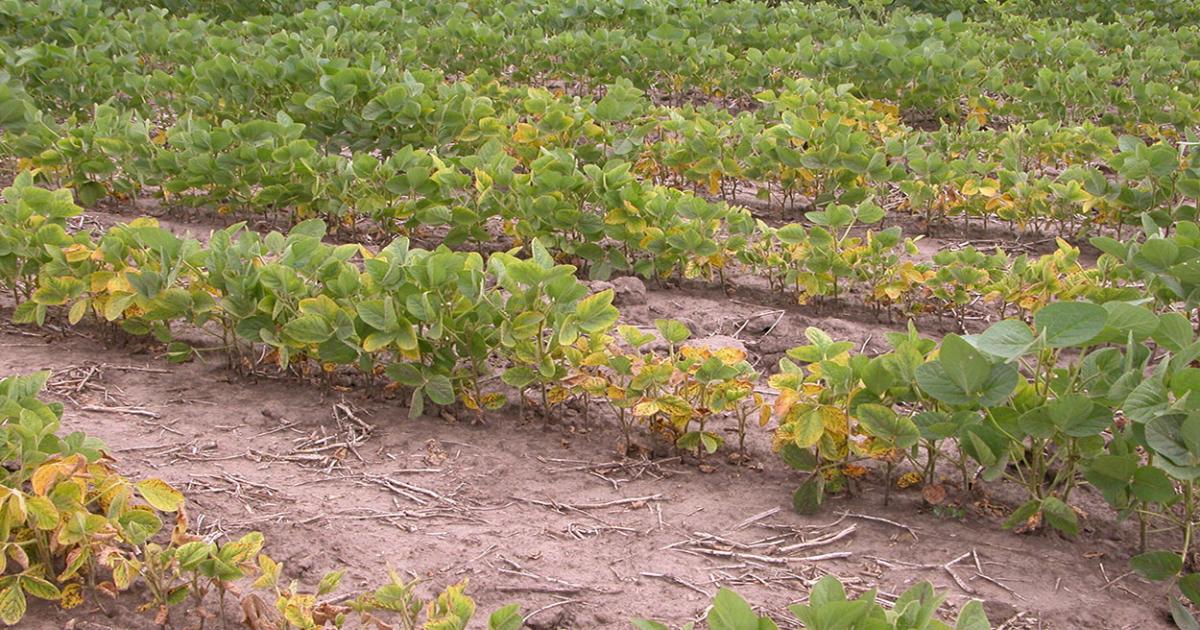 Know Soybean Cyst Nematode, Numbers Matter!