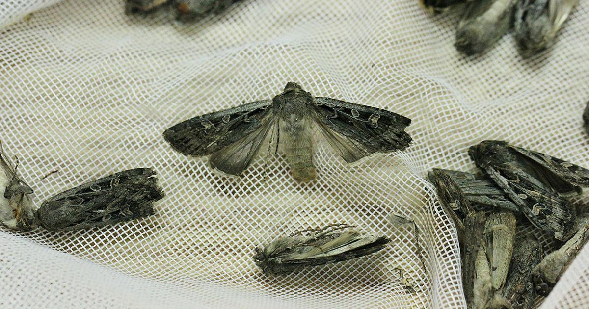 Army Cutworms Returning to South Dakota