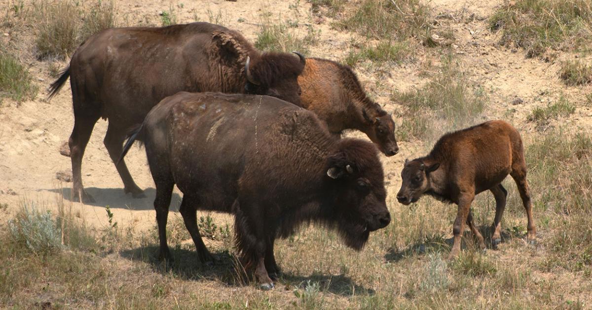 Decoding Bison Dietary Selection: More Than Just Grass