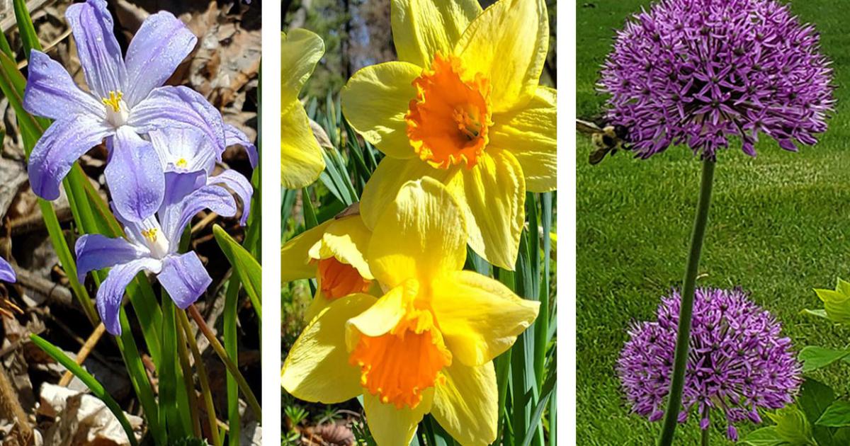Bulbs to Plant in the Fall