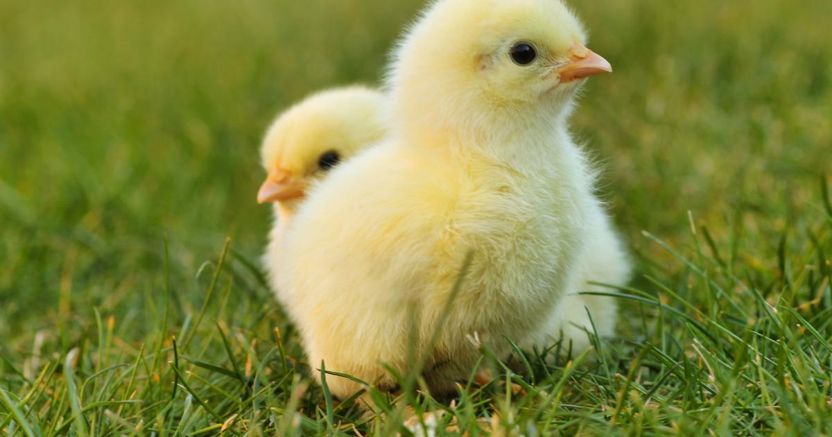 Chicks in the Classroom