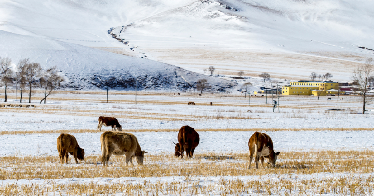 SDSU Extension discusses new Weaned Calf Risk Protection Insurance