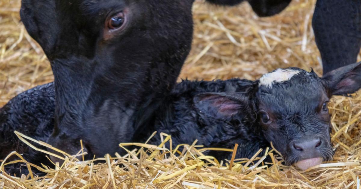 Calving in Dairy Cows: Step by Step