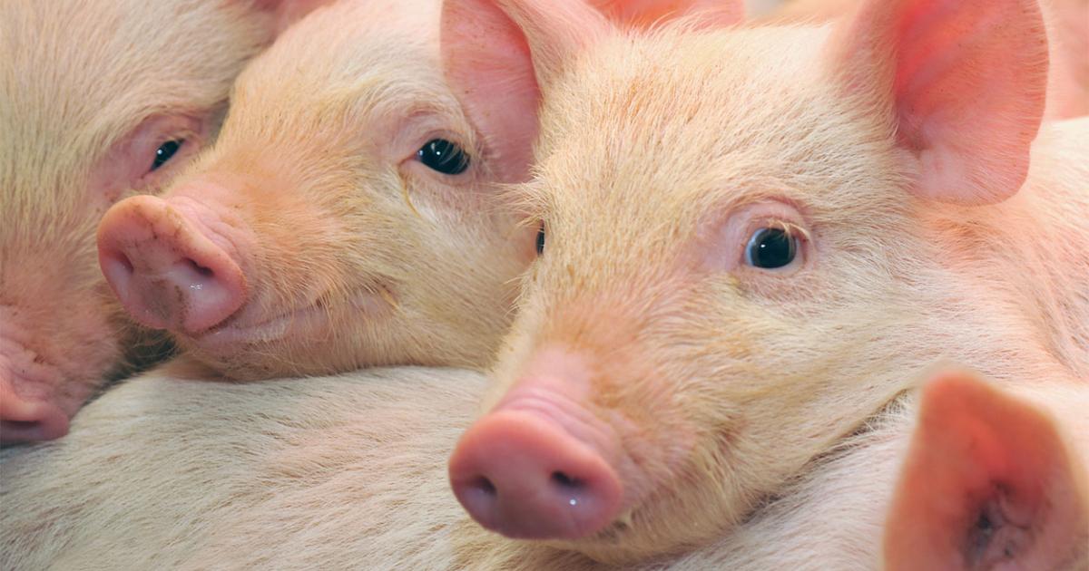 South Dakota Master Pork Producer winners announced