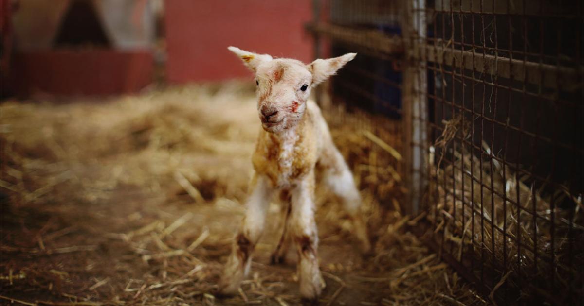 Lamb Birth Weights in Relation to Lamb Survivability