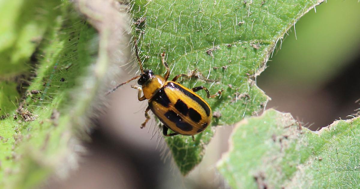 South Dakota Overwintering Bean Leaf Beetle Predicted Mortality: 2022-2023