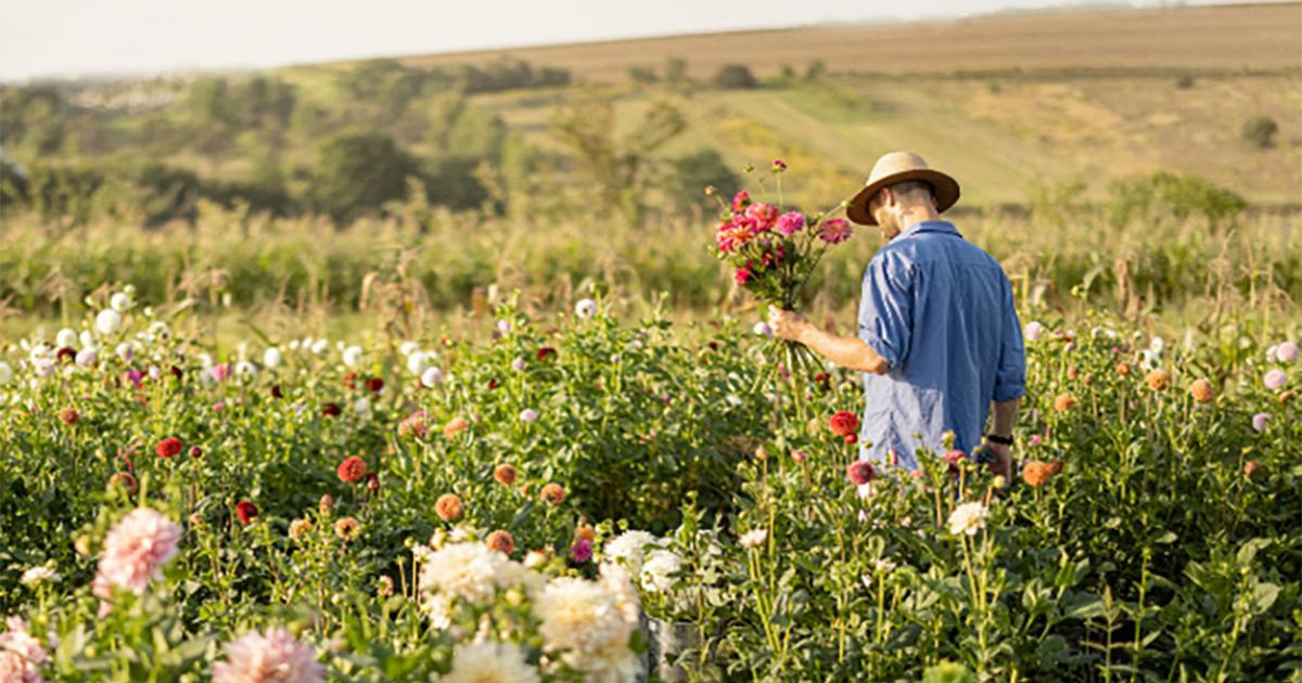 An Introduction to Cut Flower Production