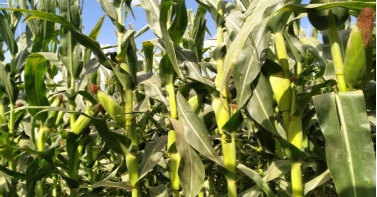 Monitoring Corn Nutrient Deficiencies: The Traditional and Precision Ag ...