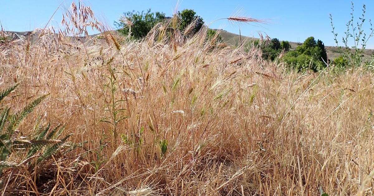 Invasive Grasses: Medusahead
