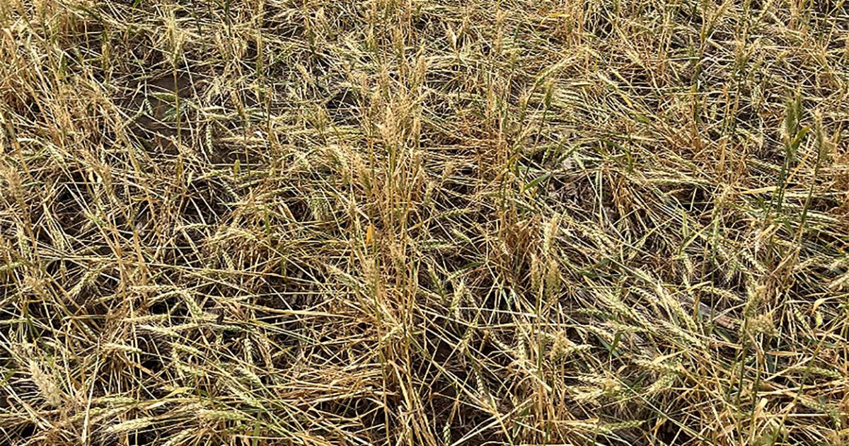 Hessian Fly Pupae Detected in Central South Dakota