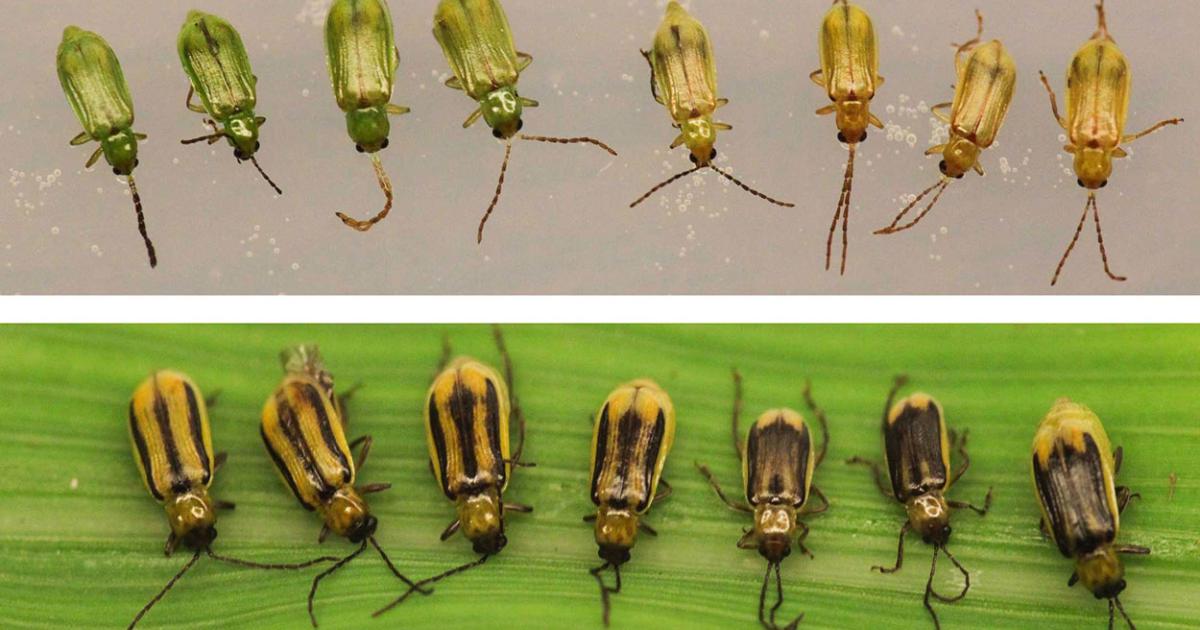 Corn Rootworm Adults Are Emerging in South Dakota