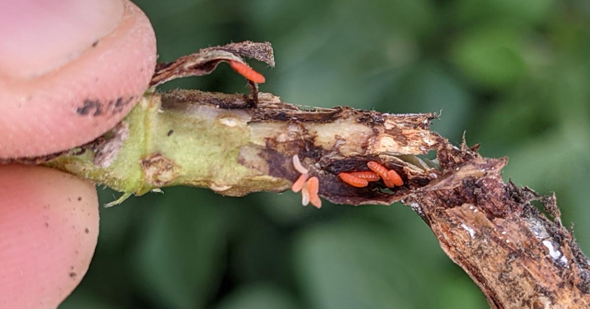 Soybean Gall Midge Larvae Detected This Season