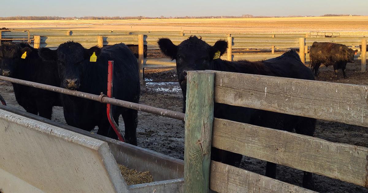Comparing Soybean Meal to Distillers Grains for Finishing Cattle