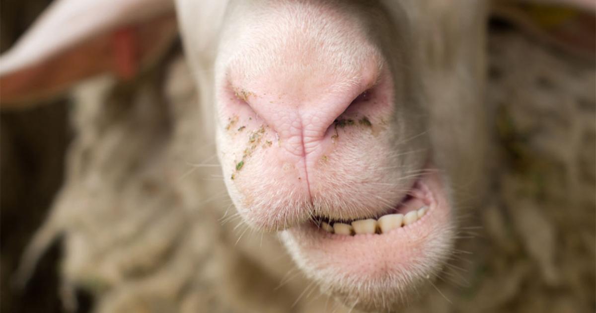 Mouthing Sheep for Age and the Value of Dental Condition