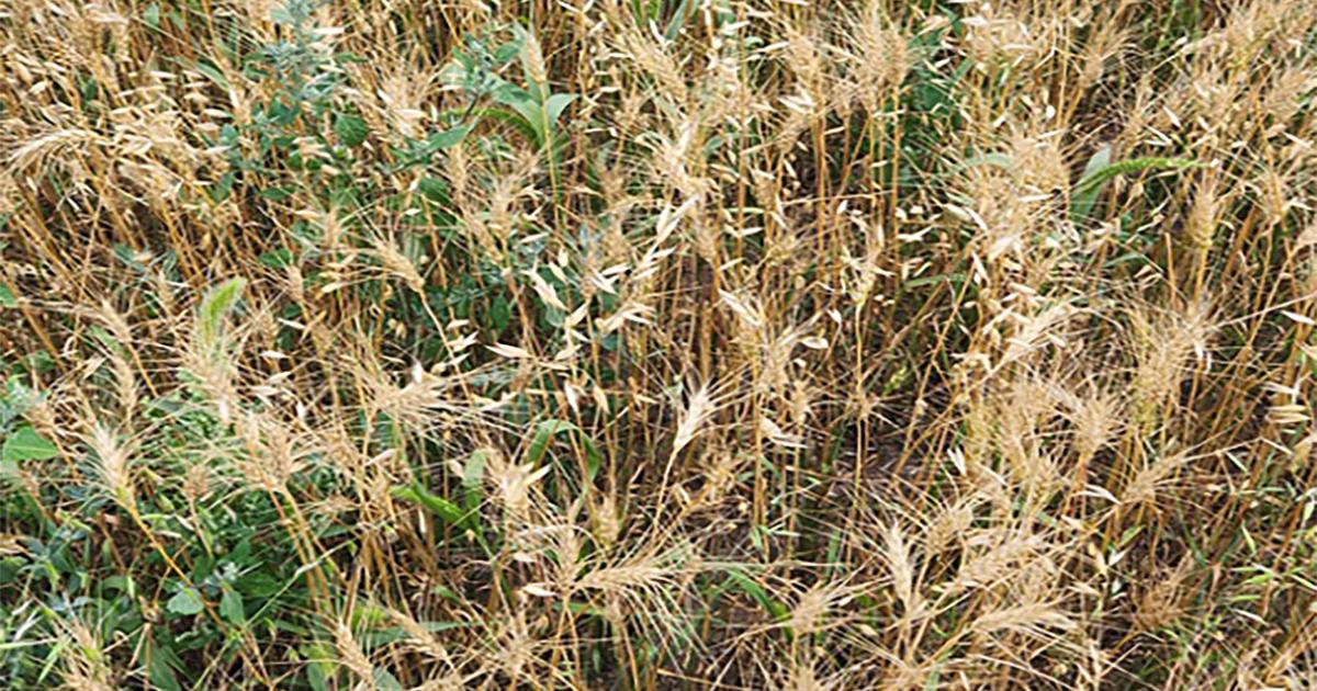 Weed Control Field Test Data