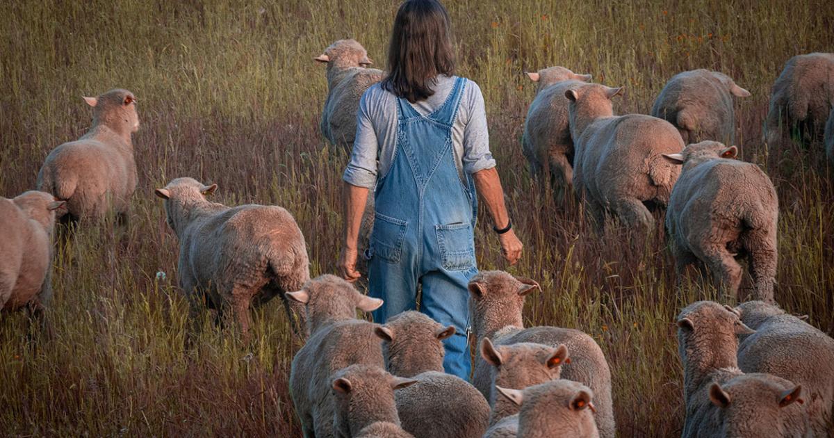 Will Your Summer Pastures Meet Your Flock’s Needs?