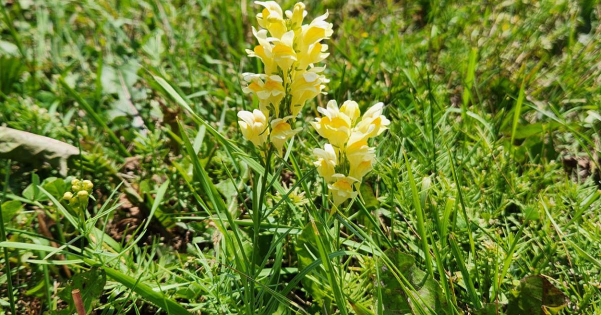 Yellow Toadflax Control