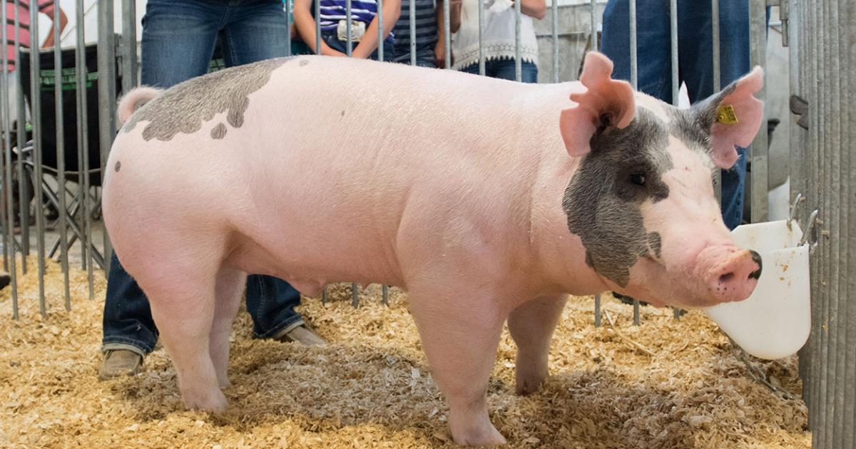 Show Pig Season