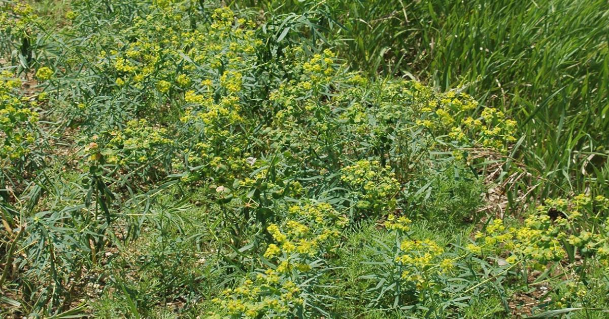 Leafy Spurge Control in the Fall