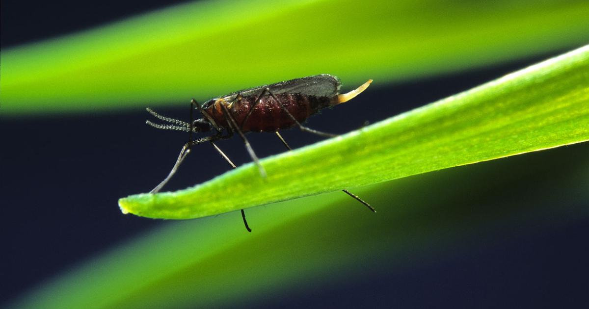Hessian Fly: Winter Wheat Planting Date Considerations