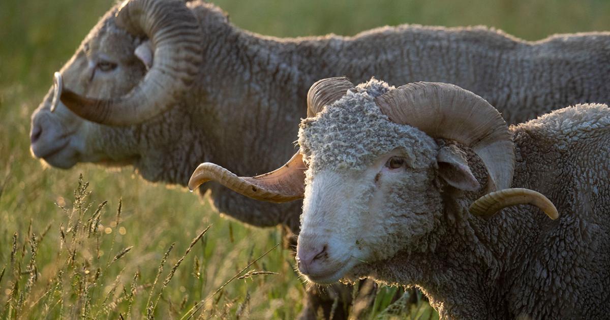 Boosting Ram Nutrition for Optimal Breeding Success